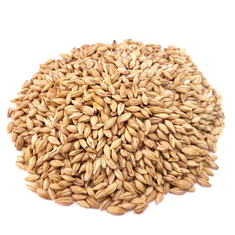 Gerst – Agrifeed Holland