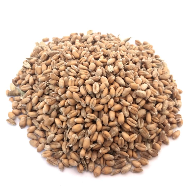 Tarwe – Agrifeed Holland